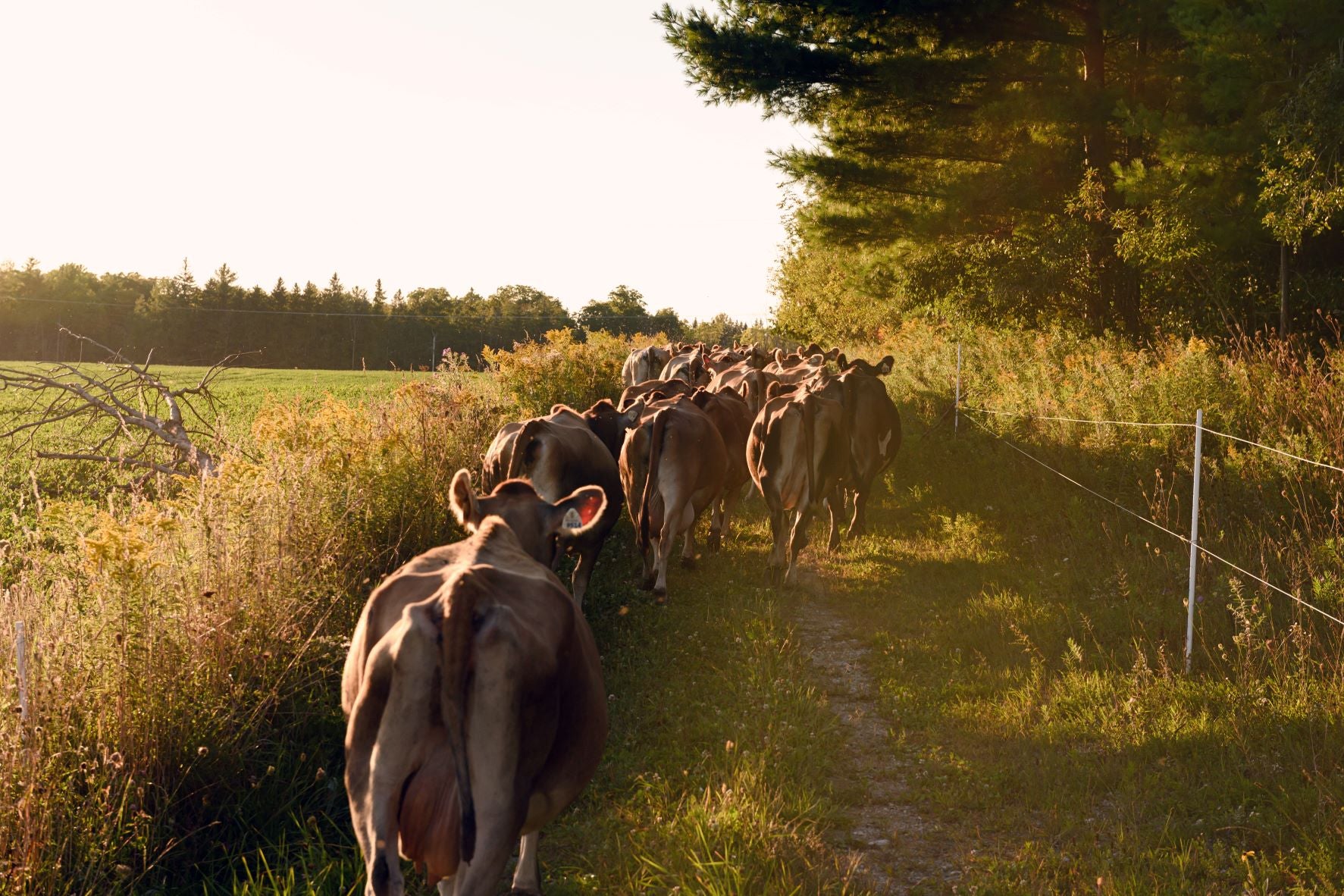St Brigid's Creamery Farm Store